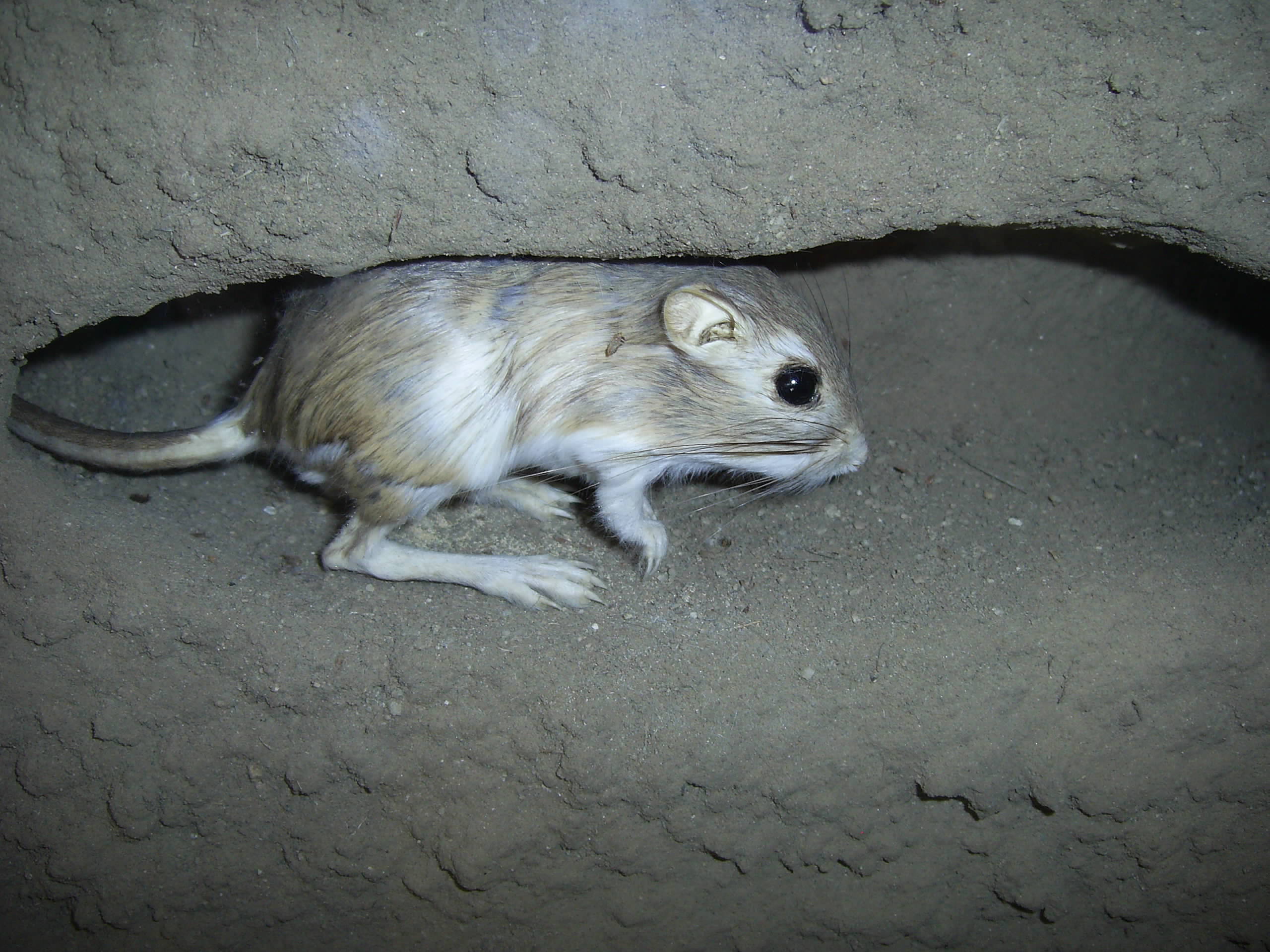 Giant Kangaroo Rat Encyclopedia Westarctica